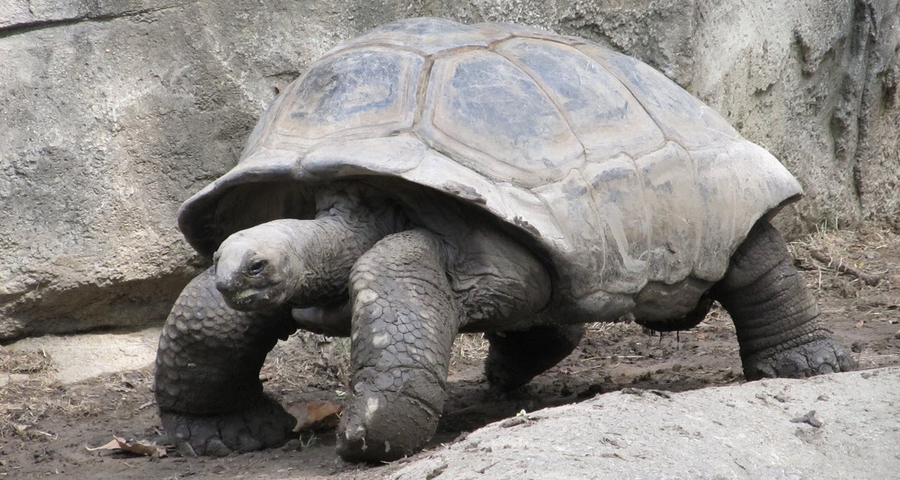 Why Your Website Is Slow: Poor JavaScript Performance | Yottaa